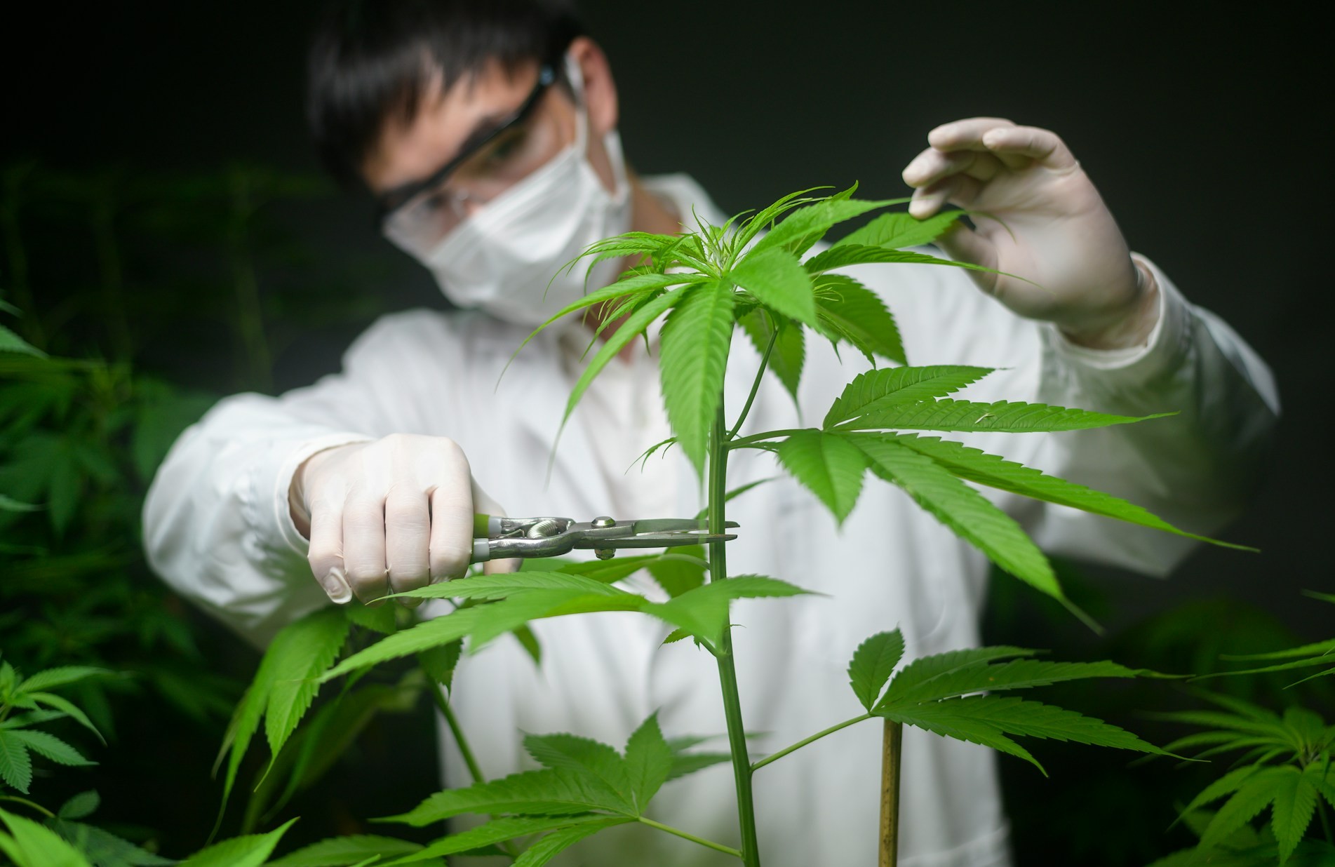 The Great Hemp Hoax: White Paper Reveals How Synthetic Cannabis ...